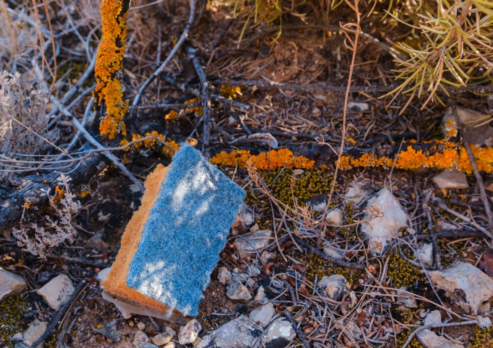 Sponge and Lichen - old friends - Joost Gerritsen